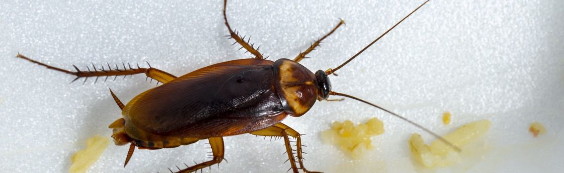Pourquoi les Blattes viennent dans votre Maison ? | KD Pro - Belfort