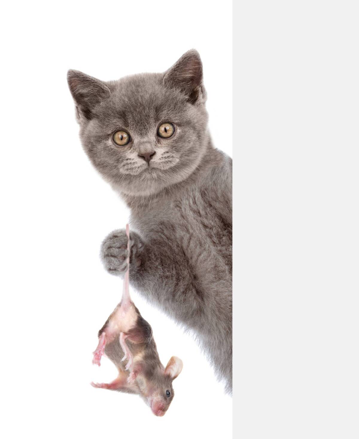 Le chat est-il utile pour combattre les rats ? | KD Pro, Belfort ...